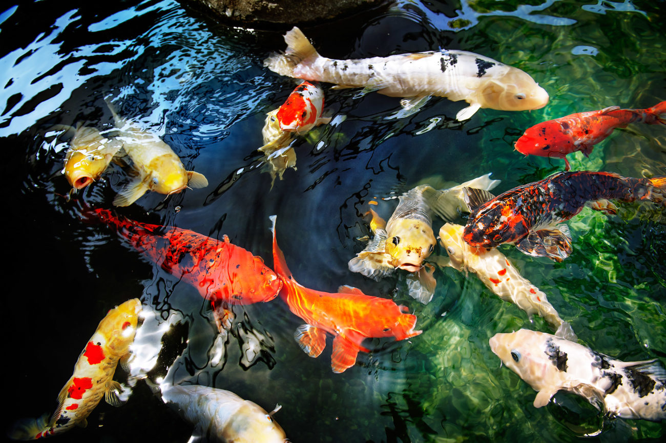 Frame.io Cribs: Picrow (Hollywood, California)